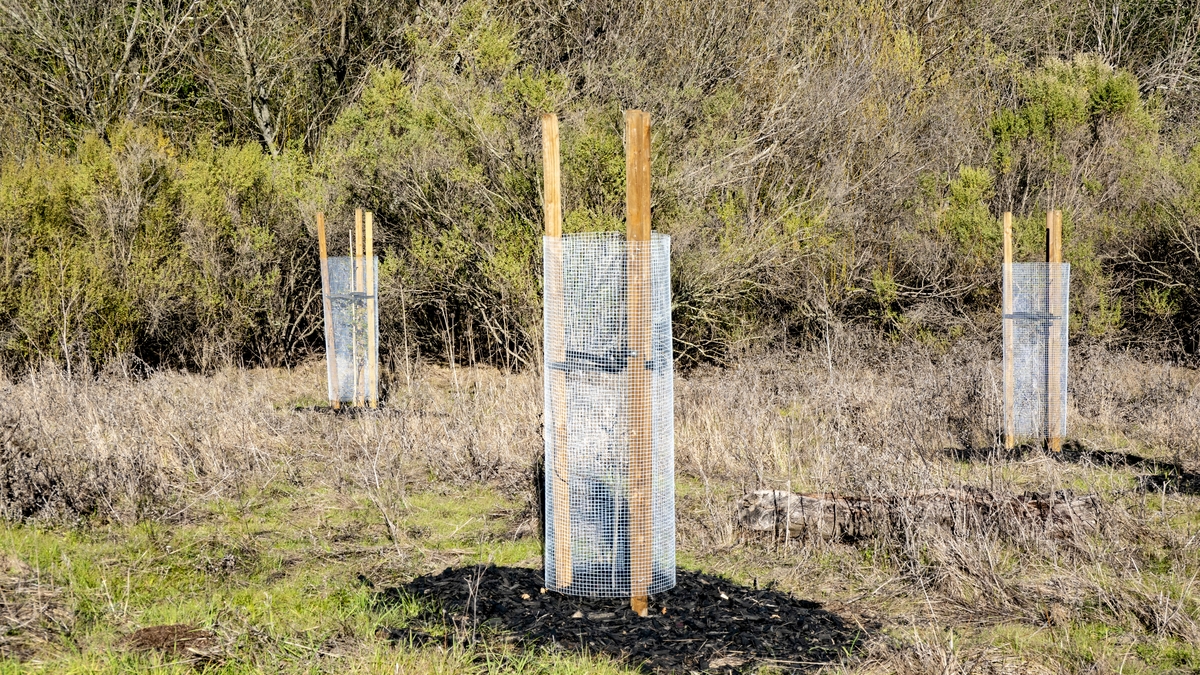 The Cavan Plantation | Mooney Goes Wild - RTÉ Radio 1