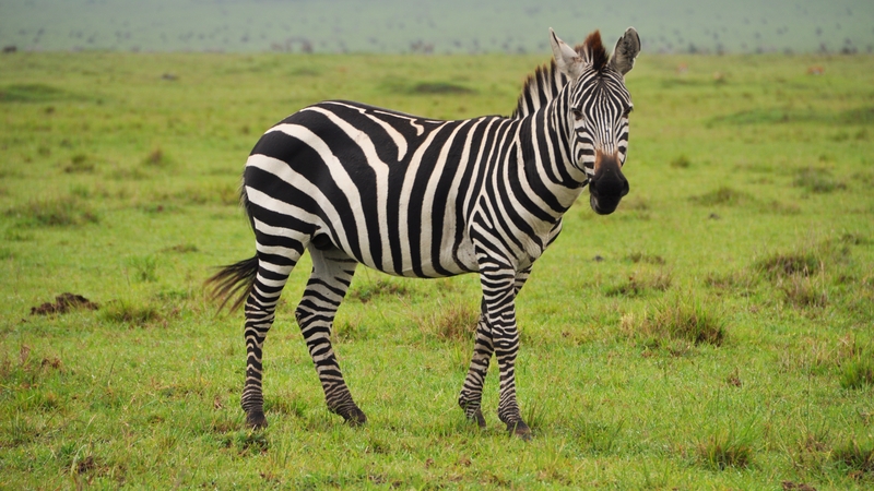 Zebra shot dead after biting US man in attack