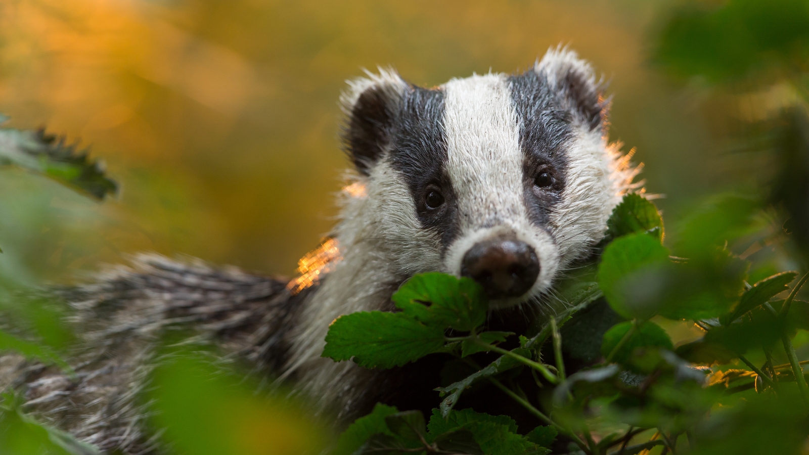 Burrowing badgers threaten to undermine Dutch rail line