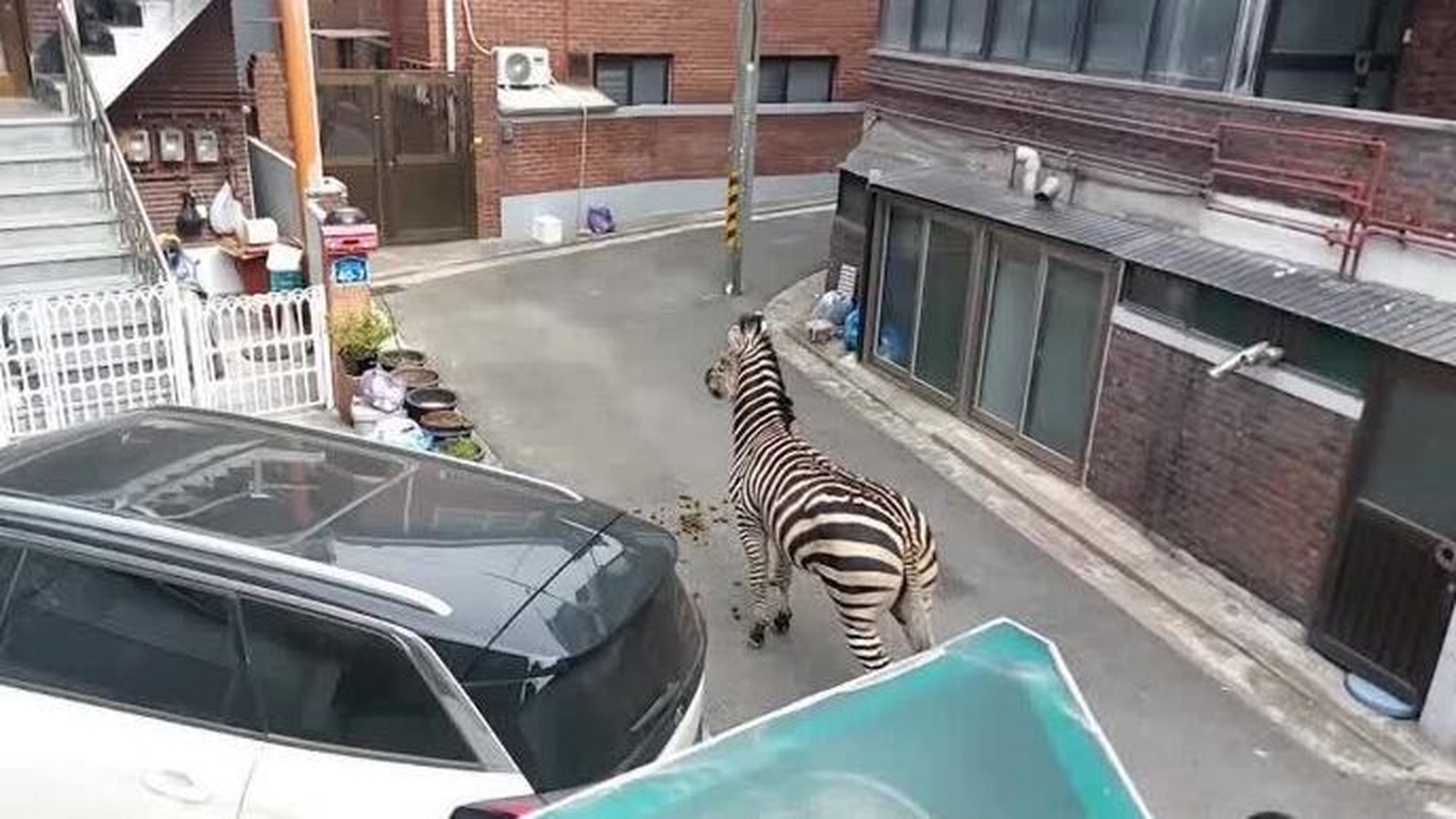 Escape-artist zebra back at zoo after Seoul adventure