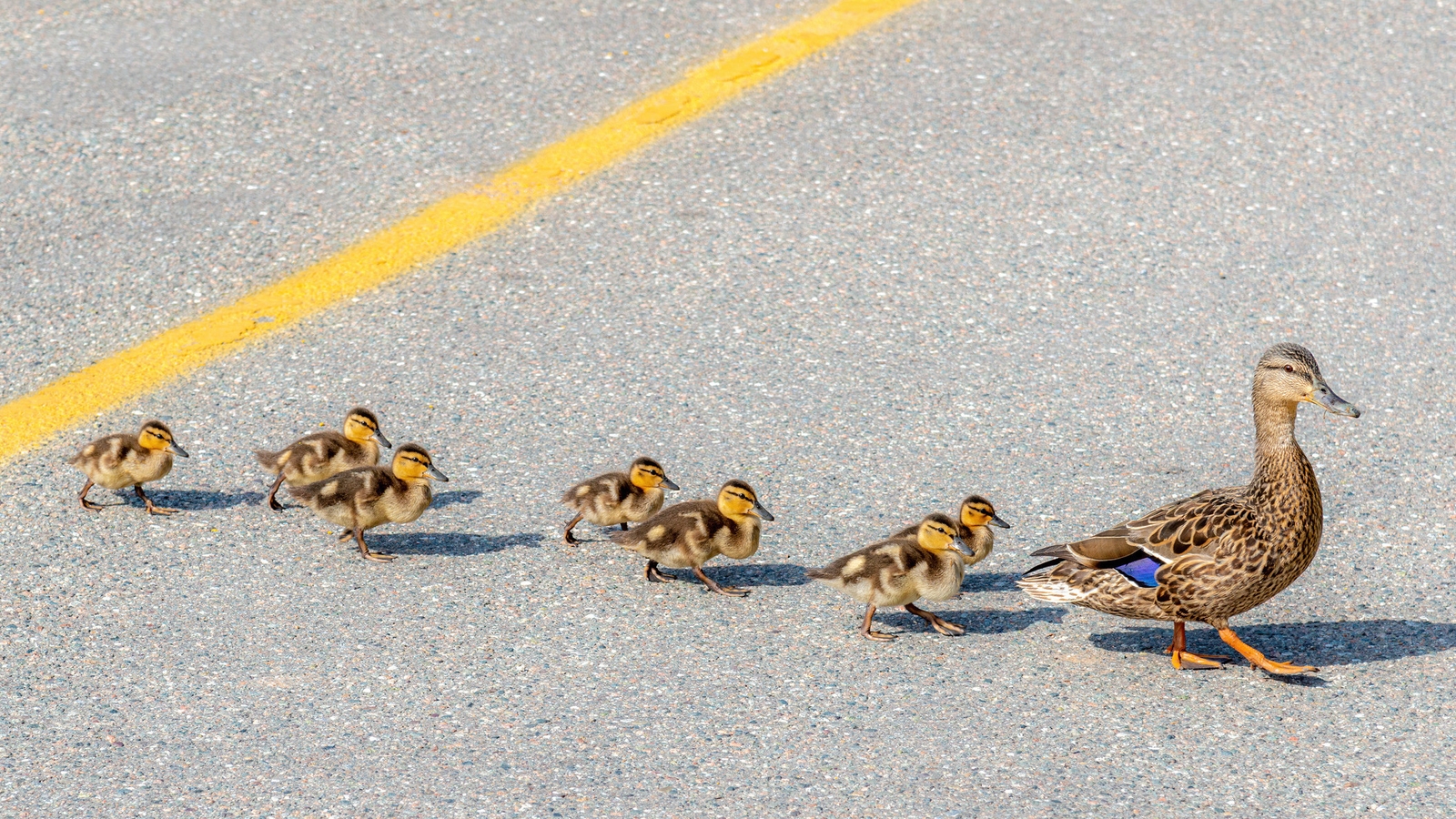 Evelyn O'Rourke guides a family of ducks through busy main road