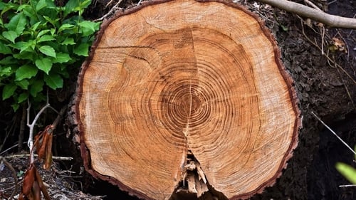 What tree rings can tell us about climate change