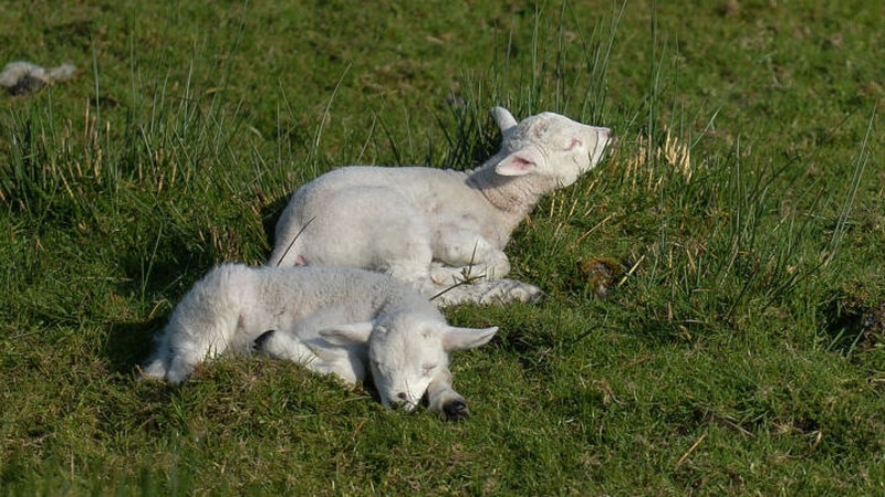 Sheep farmers seek higher payments for their animals
