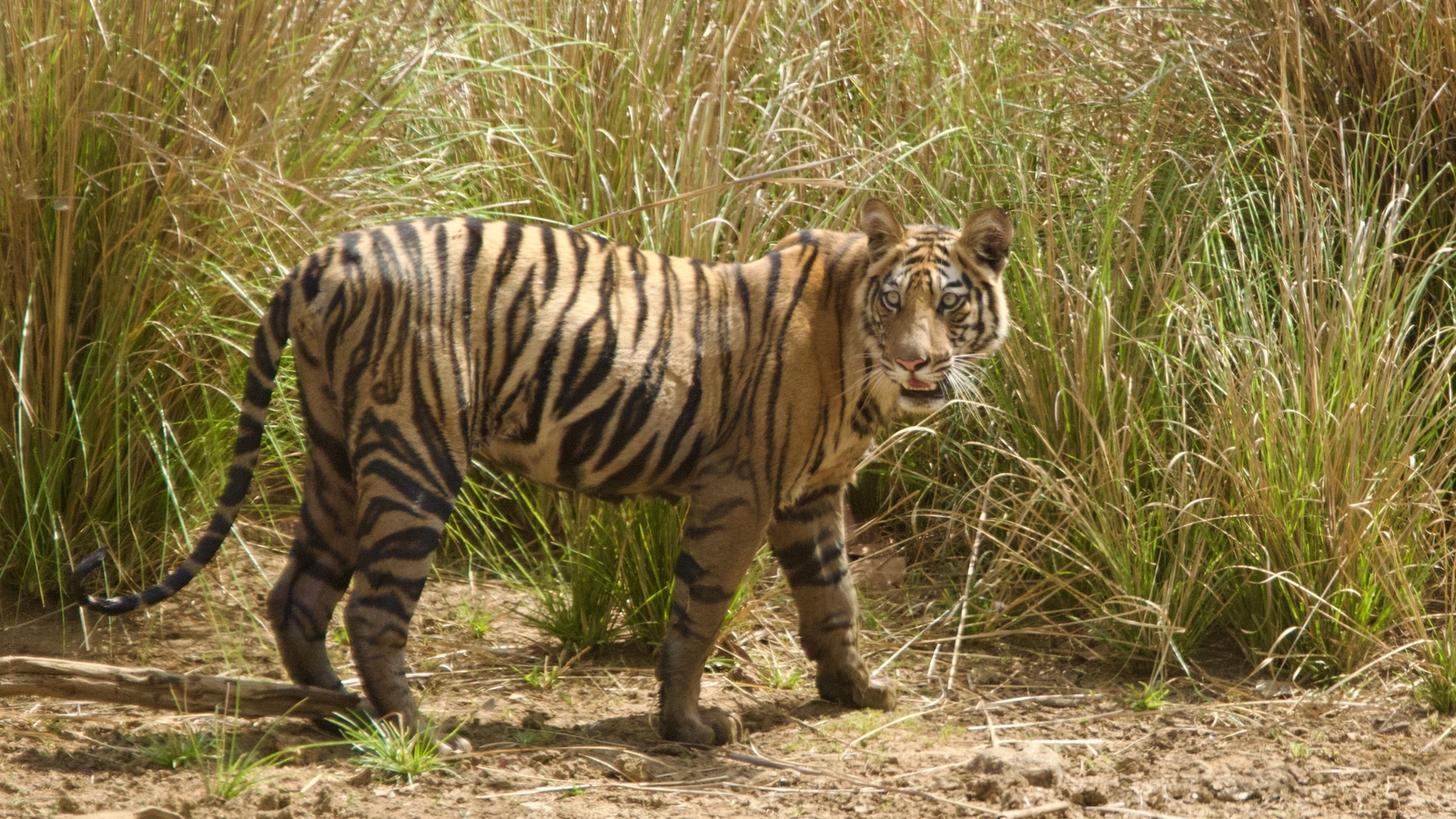 Indian tiger population rise 'success for entire world'