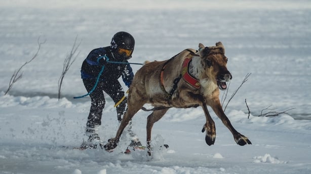 Reindeer racing king crowned in Arctic tournament