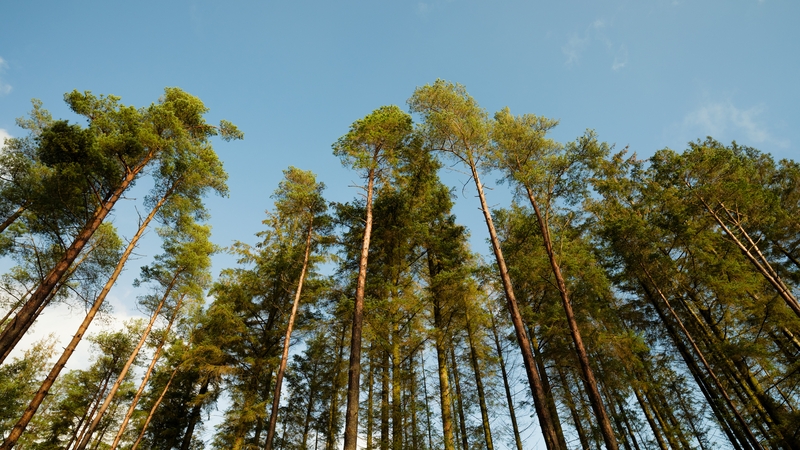 What can we learn from Sitka spruce about climate adaptation?