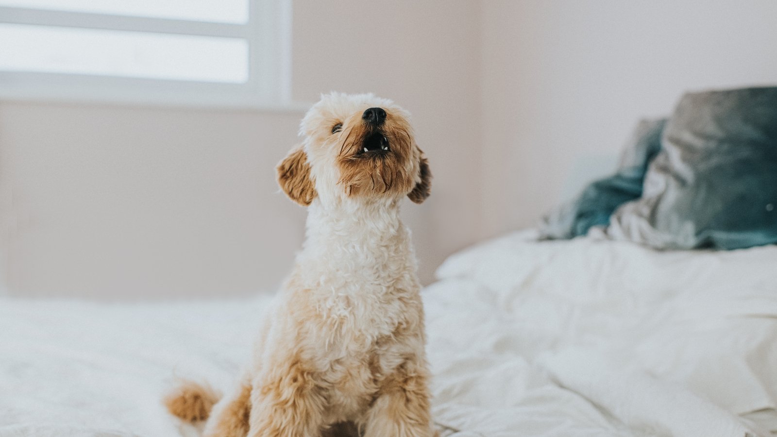 Who let the dogs out? What it means if a dog barks at you