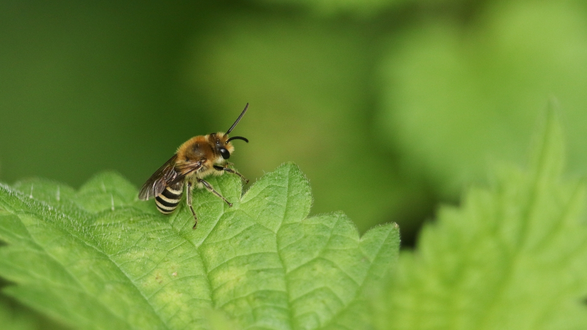 Mooney Goes Wild Monday 24 April 2023 - Mooney Goes Wild