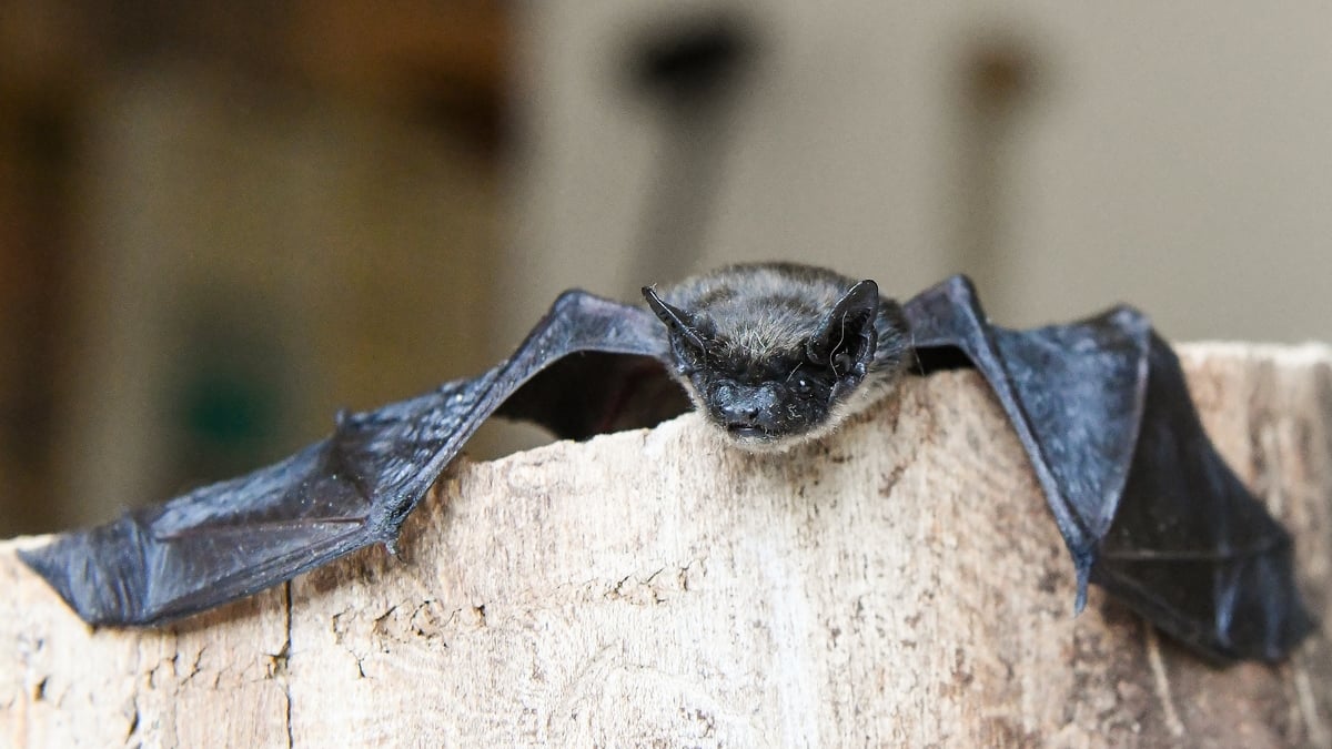 Nature On One- 'Bats' | Mooney Goes Wild - RTÉ Radio 1