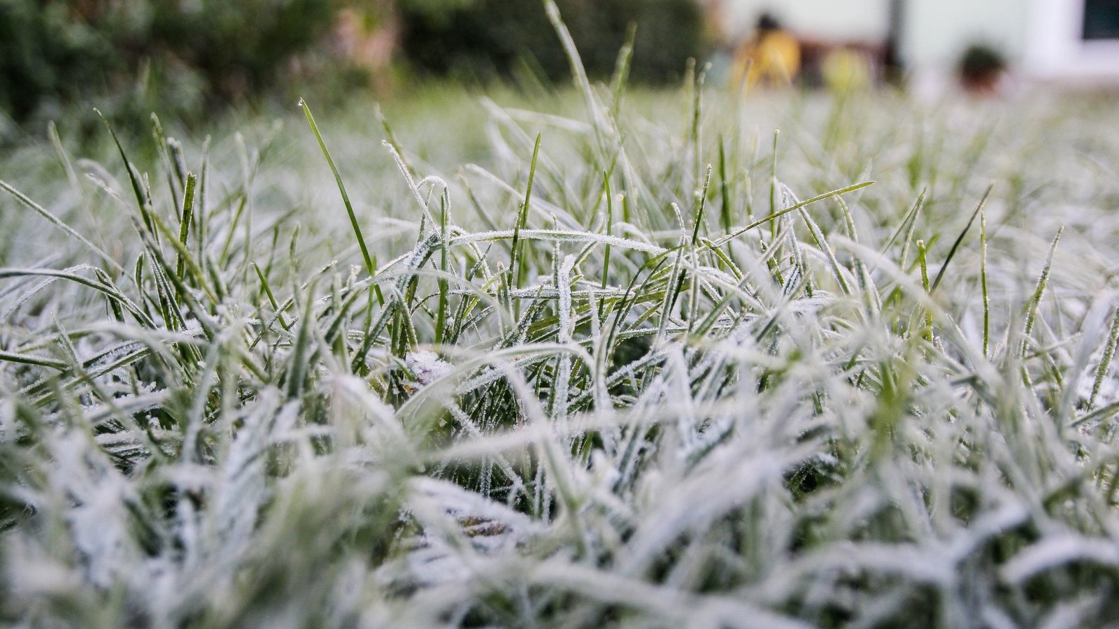 Status Yellow low temperature-ice warning for 19 counties