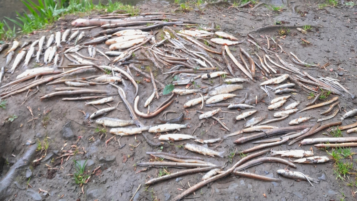 Fish kill in Co. Clare leaves thousands of salmon and eels dead ...