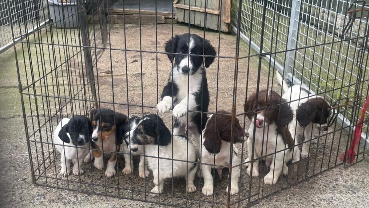 DSPCA warns of capacity crisis in animal shelters | Morning Ireland ...