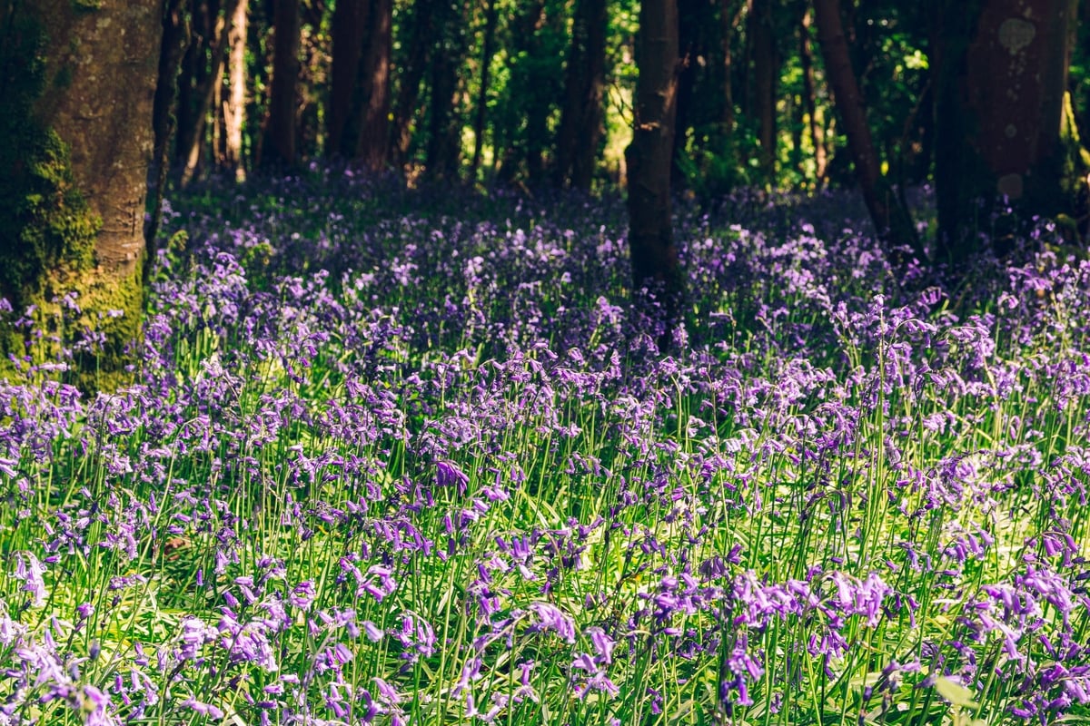 Ireland’s native Bluebell: a threatened species? | Mooney Goes Wild ...