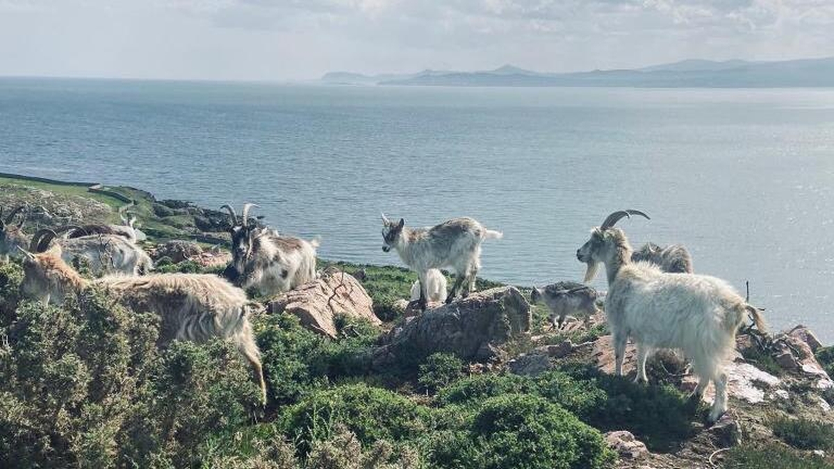 Howth Goats | The Ray D'Arcy Show - RTÉ Radio 1