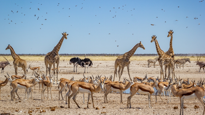 Almost half of animal species are in decline - research