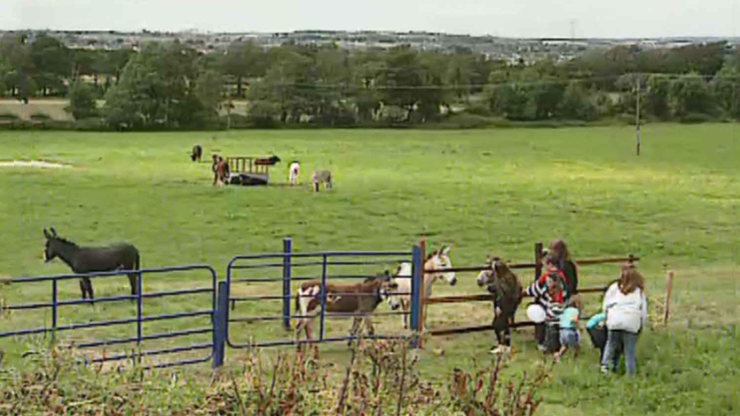 RTÉ Archives | Environment | DSPCA Shelter Opens
