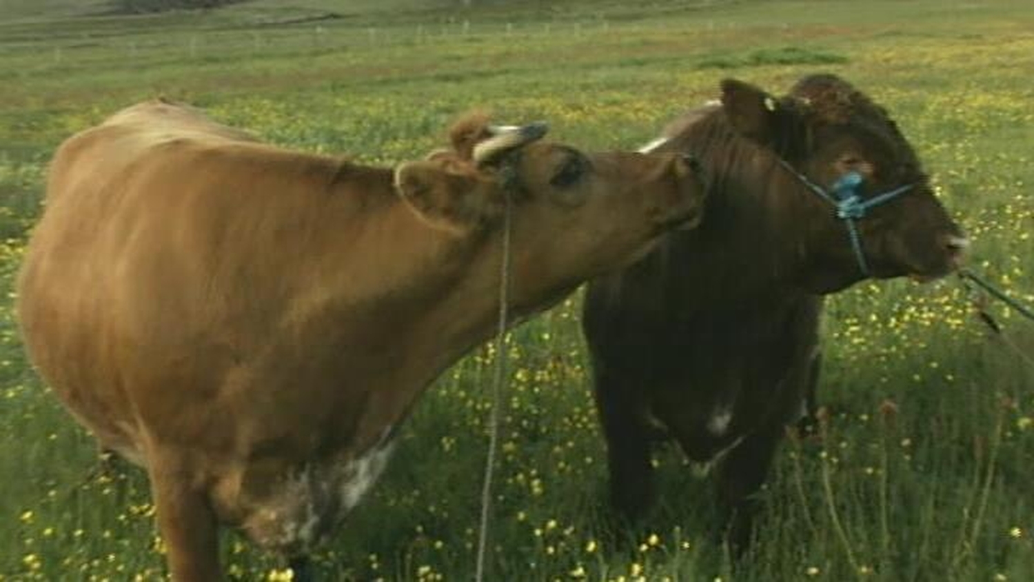 RTÉ Archives | Environment | Tory Island Cow Seeks Mate