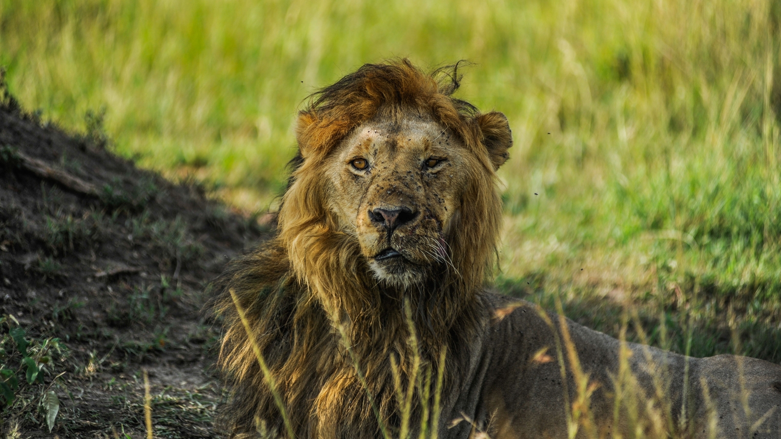 Why did an angry mob spear lions to death in Kenya?
