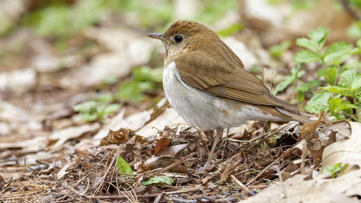 Mooney Goes Wild Monday 26 June 2023 - Mooney Goes Wild