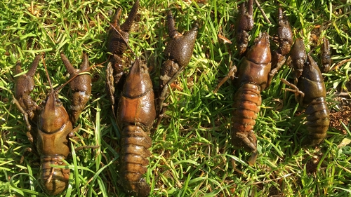 Plague could wipe out White-clawed crayfish in Ireland
