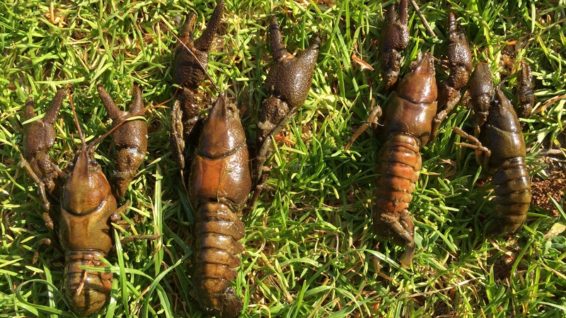 Plague could wipe out White-clawed crayfish in Ireland