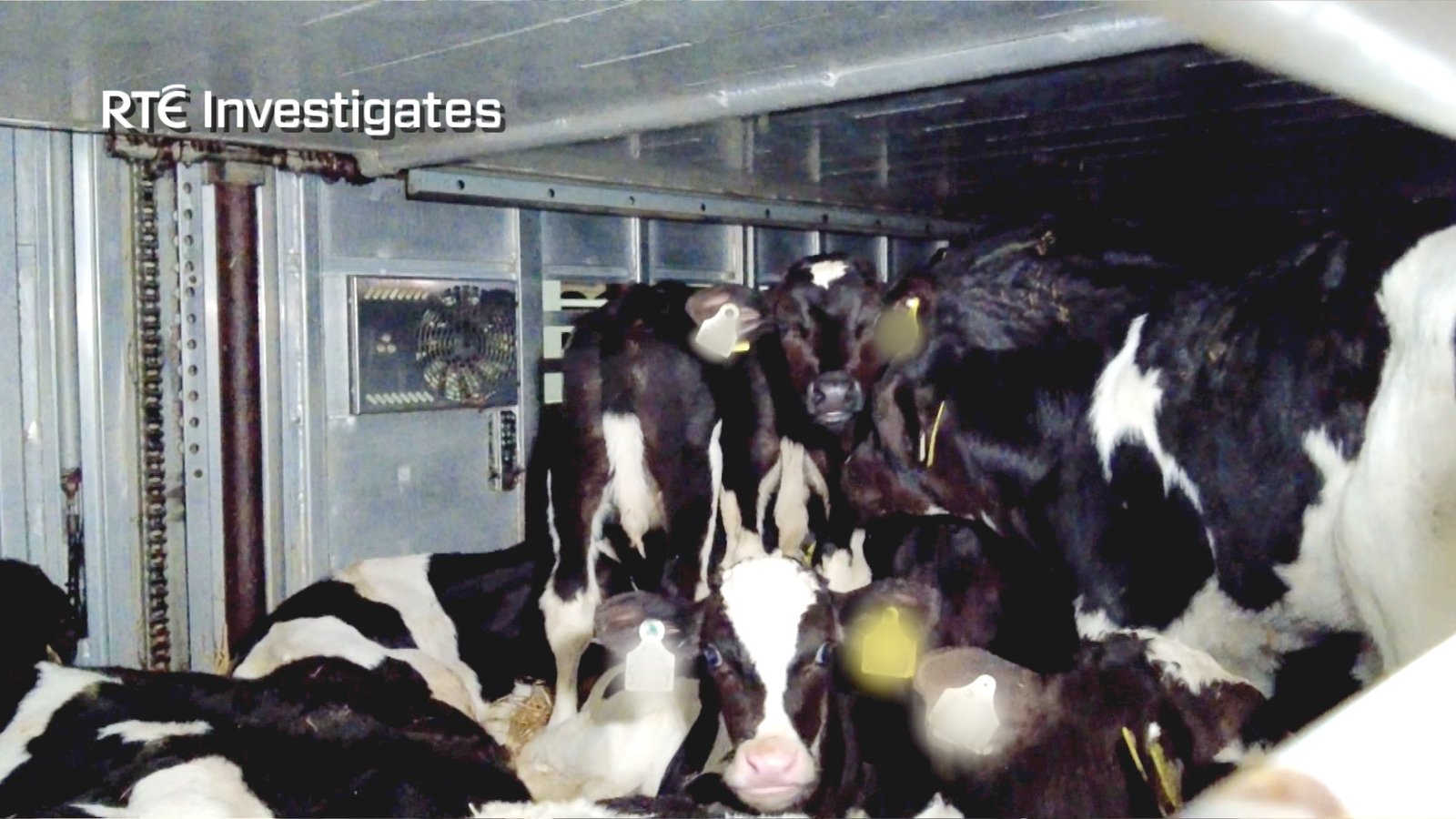 61 hours: The journey endured by thousands of Irish bull calves