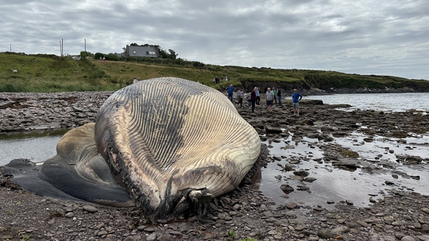 Disposing of washed-up whale big challenge for Kerry