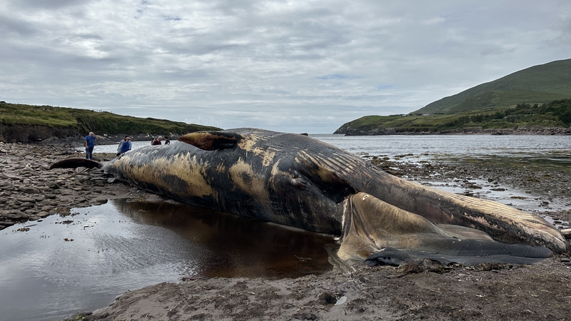 Disposing of washed-up whale big challenge for Kerry
