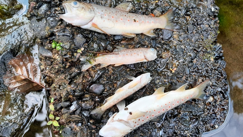 Over 2,000 fish killed in 'serious incident' in Cork