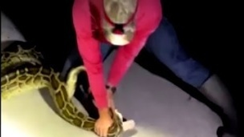Record-setting Burmese python caught in Florida