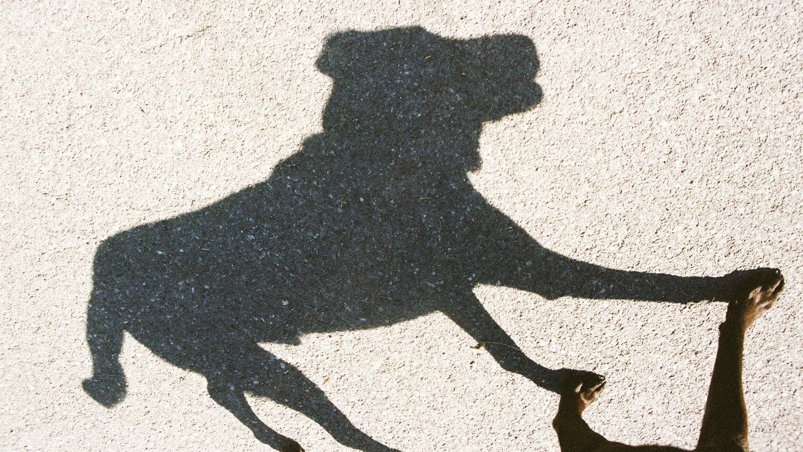 €1,000 reward after dog set on fire in Co Mayo