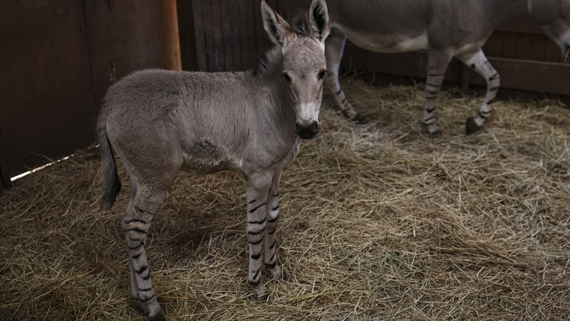 Rare Somali wild donkey born in Chile zoo