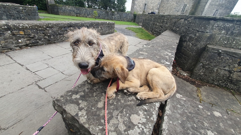 Irish Wolfhounds return to Bunratty Castle
