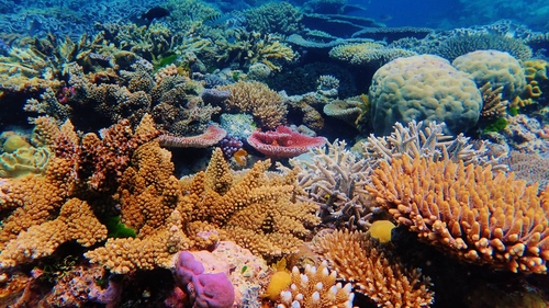 Great Barrier Reef off UNESCO danger list