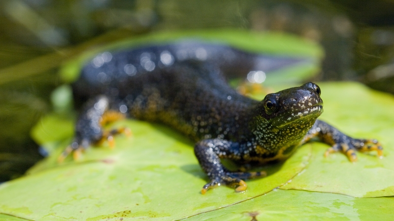 Newts threaten Boris Johnson swimming pool plans