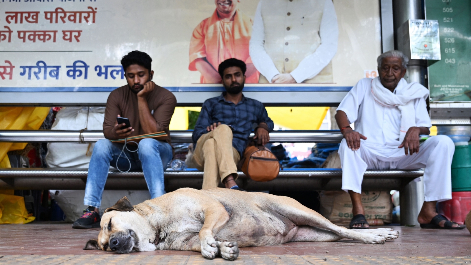 New Delhi to hide street dogs ahead of G20 summit