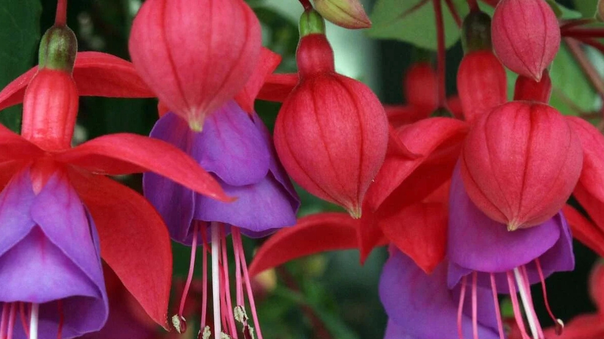 Naturefile - Alien Wildflowers | Daybreak with Evonne Ferguson - RTÉ ...