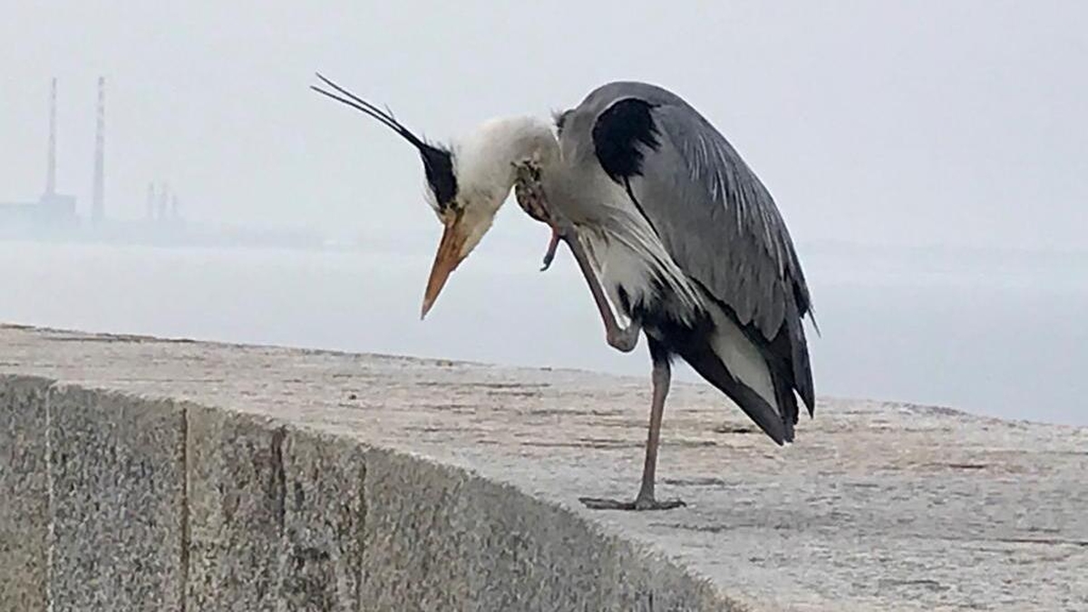 Mooney Goes Wild Monday 28 August 2023 - Mooney Goes Wild