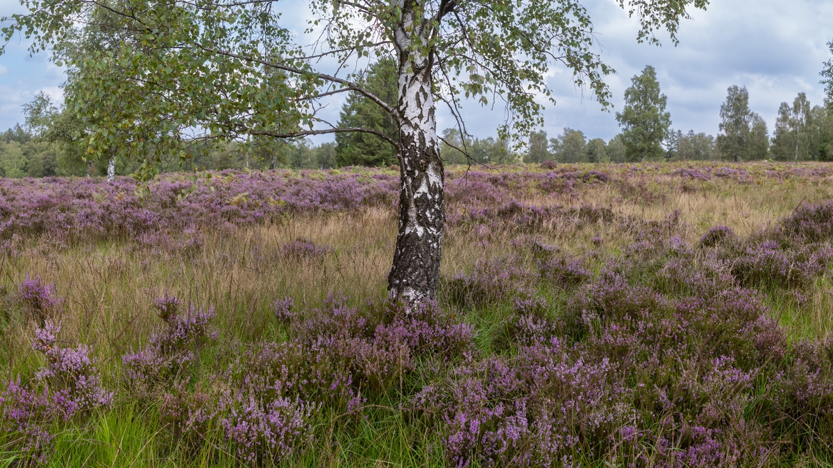 How to create your own Nature Reserve | Today with Claire Byrne - RTÉ ...
