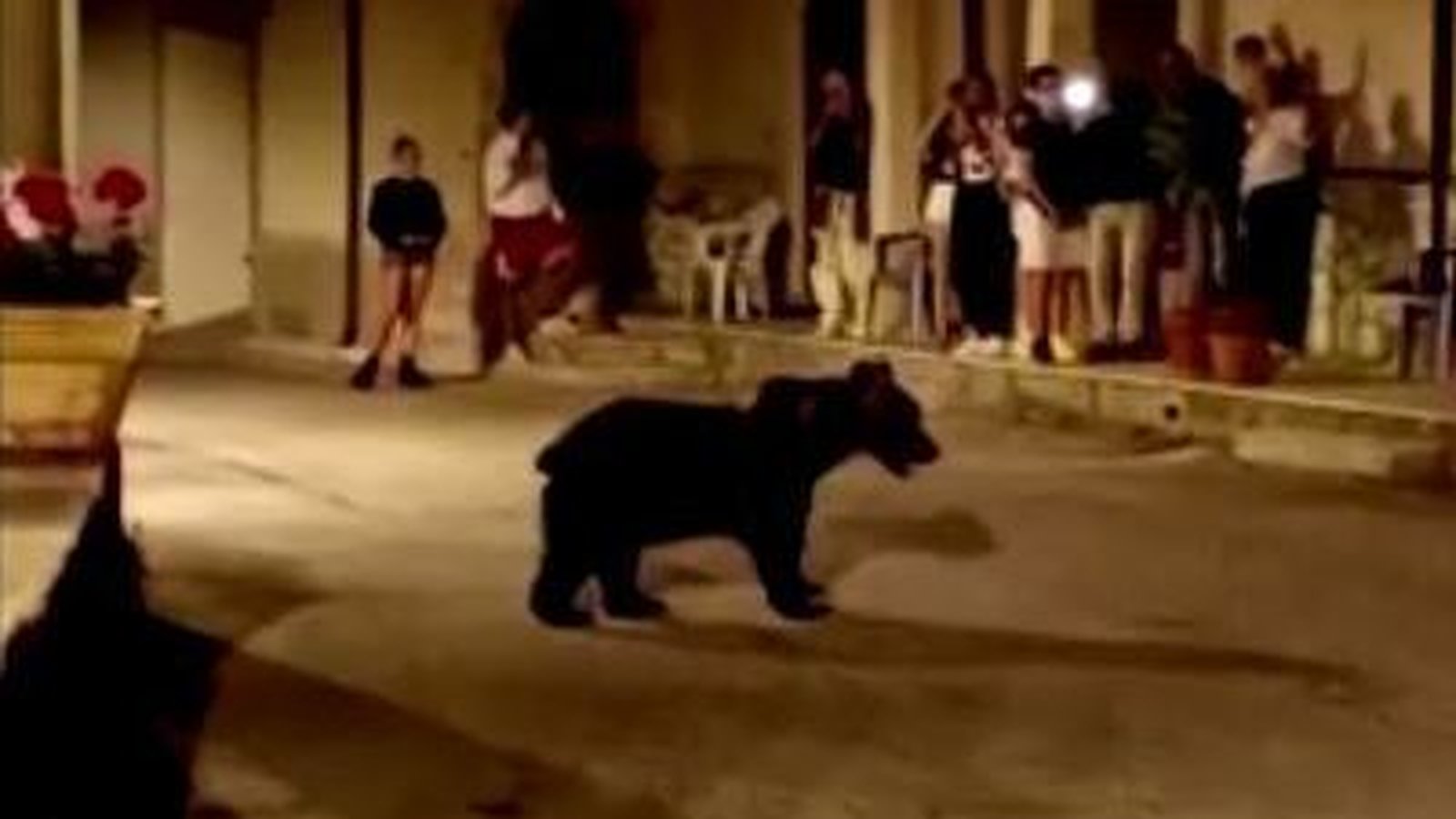 Outrage after rare brown bear shot dead in Italy