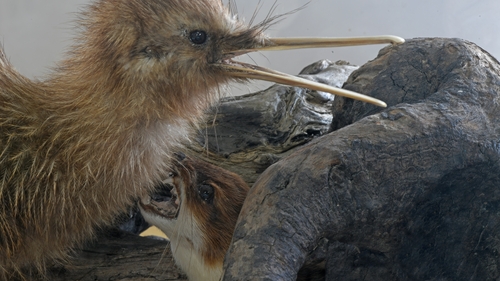 'Alien' species a growing threat to biodiversity - UN