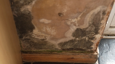 Video | Mould an increasing issue in homes built with defective blocks ...