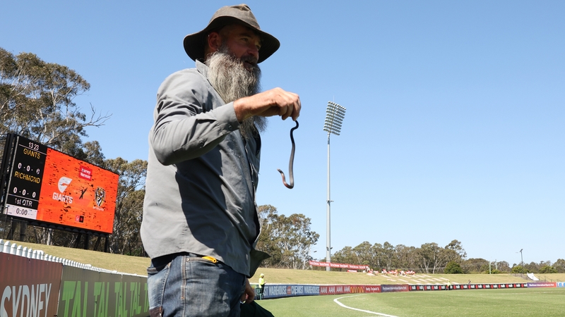 Venomous snake stops play in AFLW clash