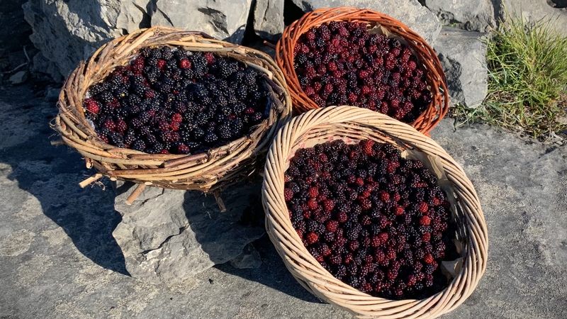 Festival to celebrate 'puiteachaí' on Inis Meáin
