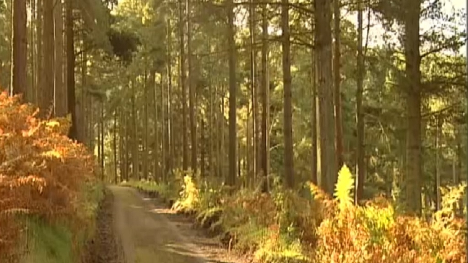 RTÉ Archives | Environment | The Dublin Mountains