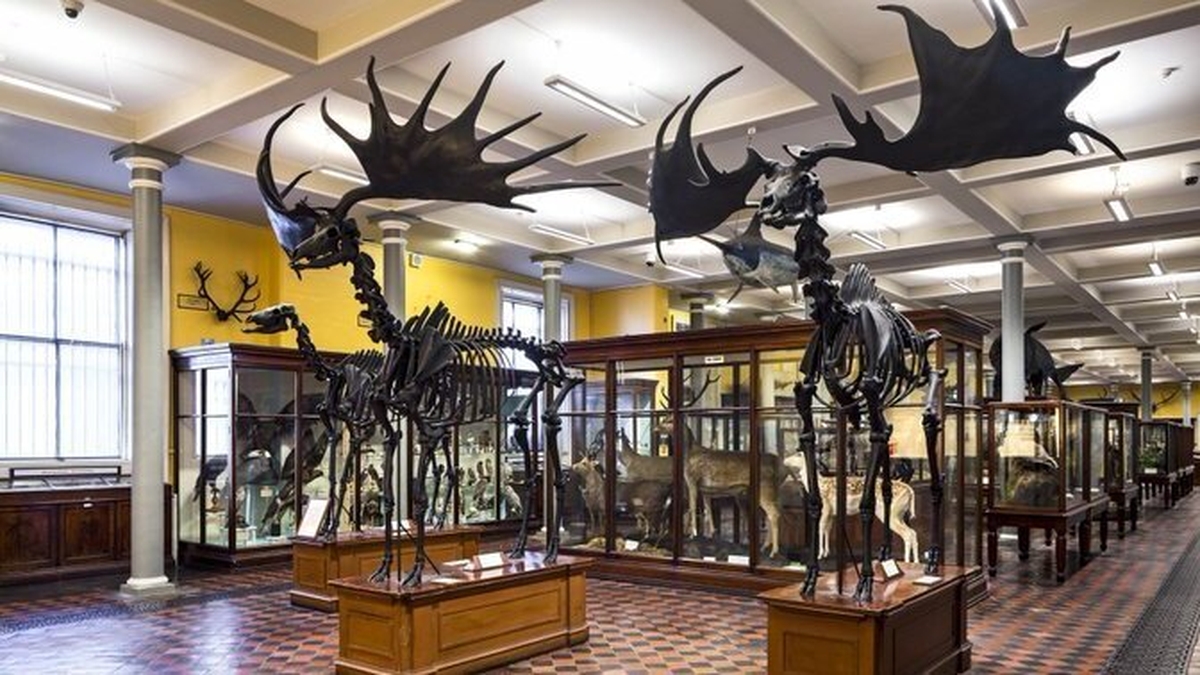 Giant Irish Deer in the Natural History Museum | Mooney Goes Wild - RTÉ ...