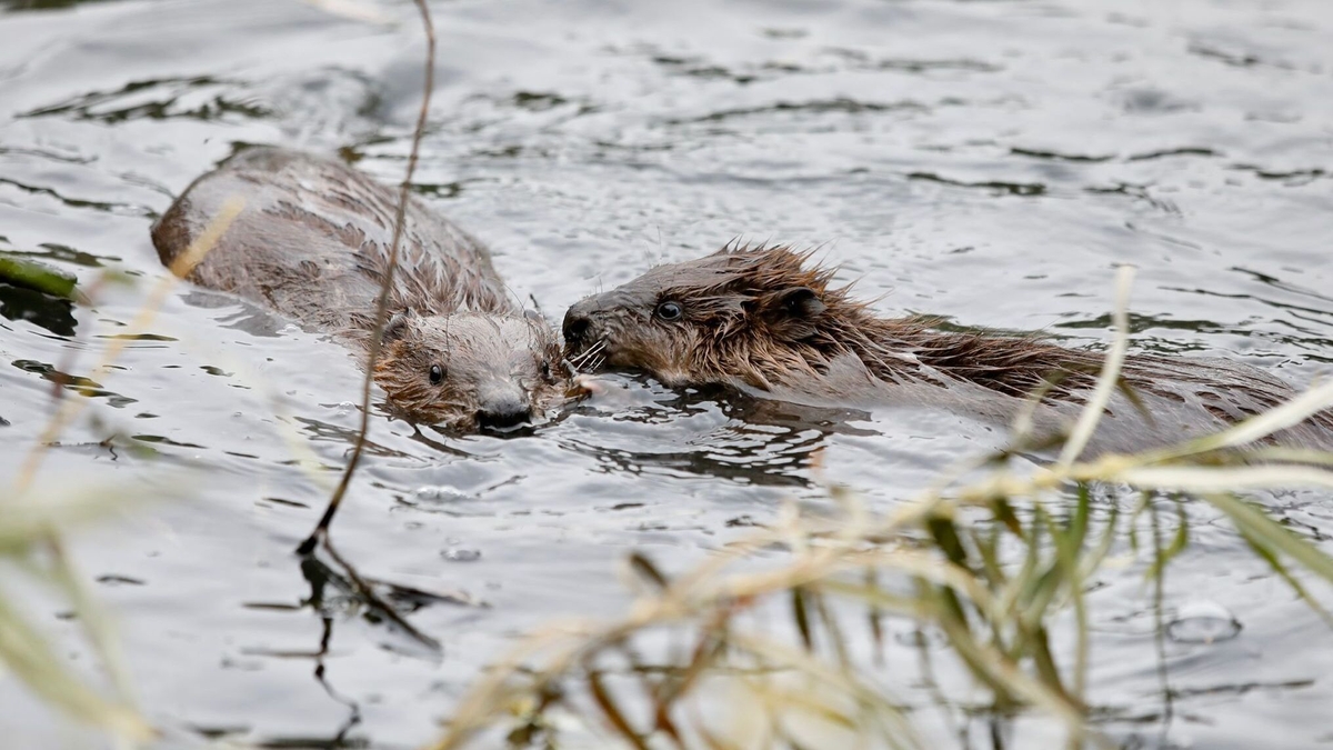 Mooney Goes Wild Monday 1 April 2024 - Mooney Goes Wild