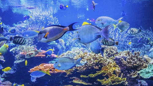 Sea Life aquarium in Bray to close after 25 years