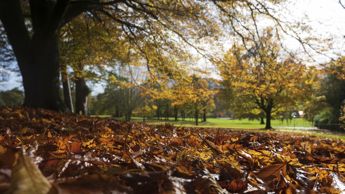 On Dead Leaves, by Stephen Rynne | Sunday Miscellany - RTÉ Radio 1