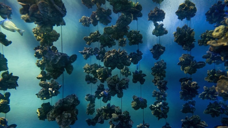 Oyster nursery aims to improve water quality in Belfast